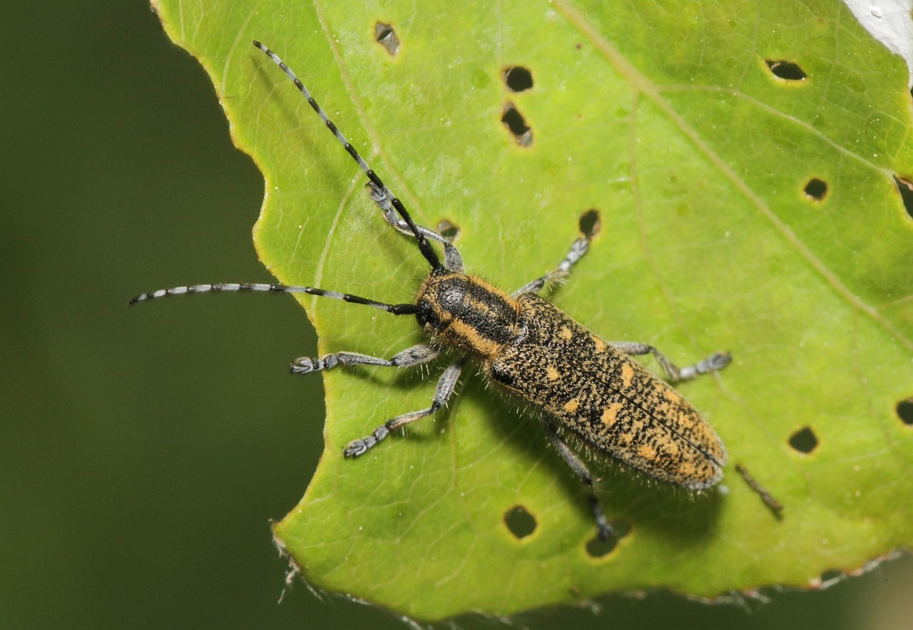 Saperda populnea (Linnaeus, 1758)