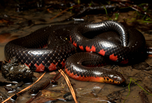 Western Mudsnake (Farancia abacura reinwardtii) - Snakes and Lizards