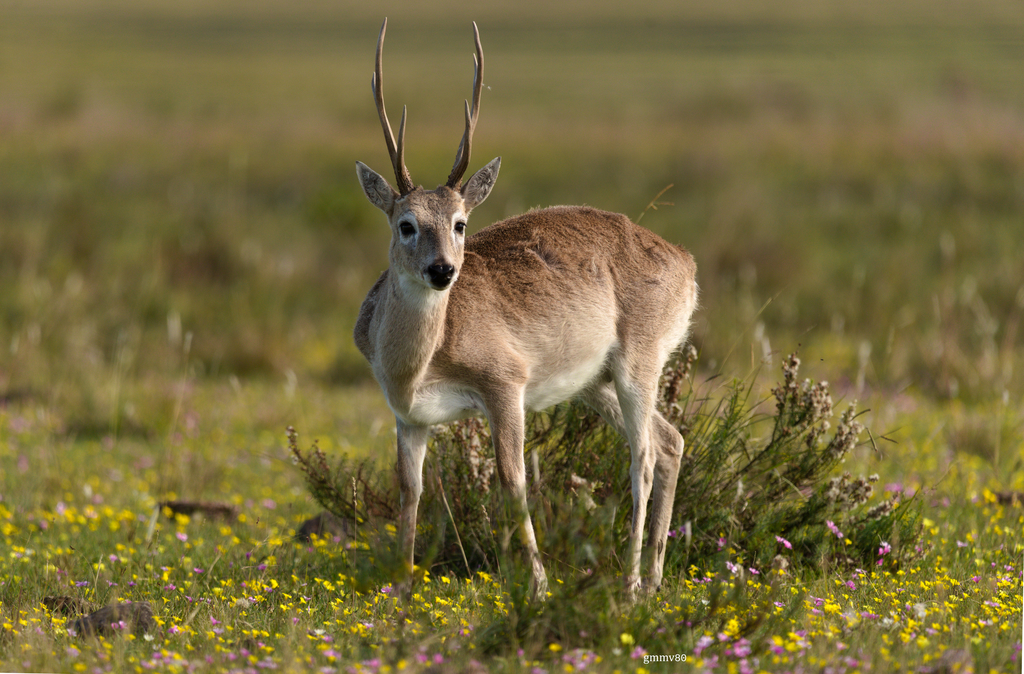 Ozotoceros bezoarticus arerunguaensis in May 2022 by Guillermo Menéndez ...