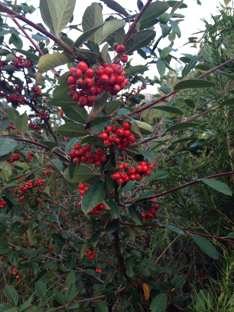 Bright bead cotoneaster from Disa River Corridor, Hout Bay, City of ...