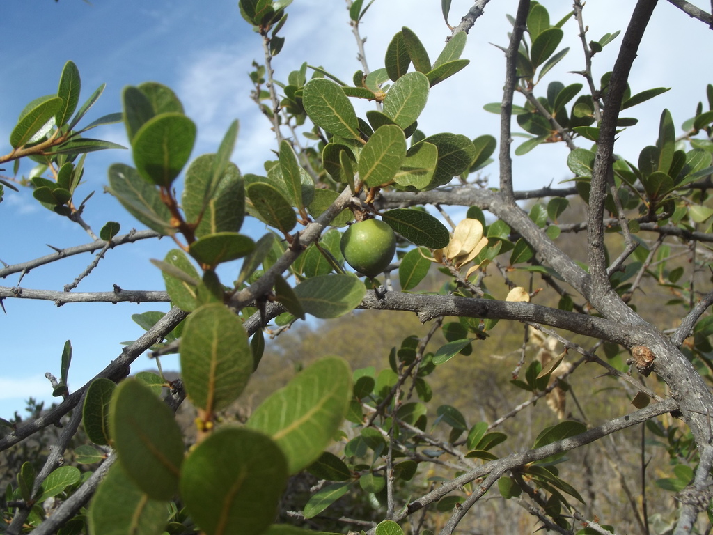Sideroxylon peninsulare in February 2014 by Jose Luis Leon de la Luz ...