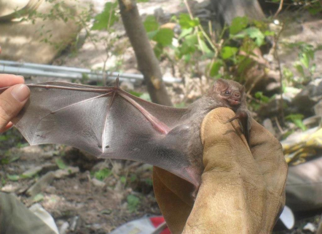 Hairy-legged Vampire Bat from Poza RIca de HIdalgo, Veracruz on May 11 ...