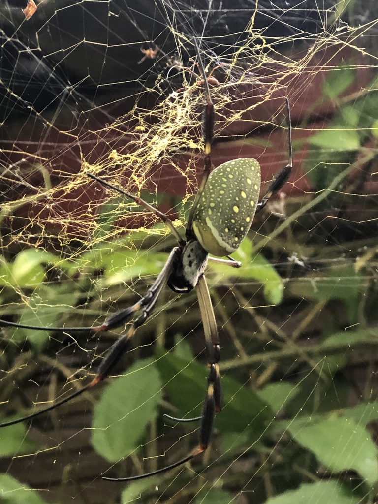 Golden Silk Spider from El Cerrito, Valle Del Cauca, CO on May 8, 2022 ...