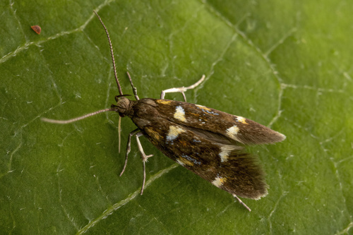 Fabiola tecta · iNaturalist