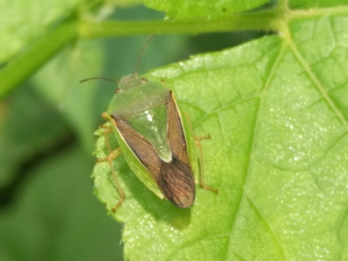 Aenaria pinchii · iNaturalist