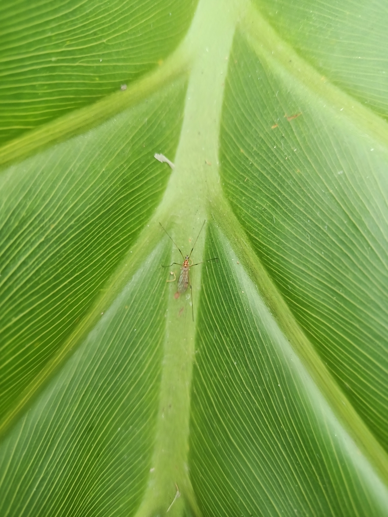 Typical Crane Flies from M786+WFG Ubajay San Jose, 80000 San José, Departamento de San José ...