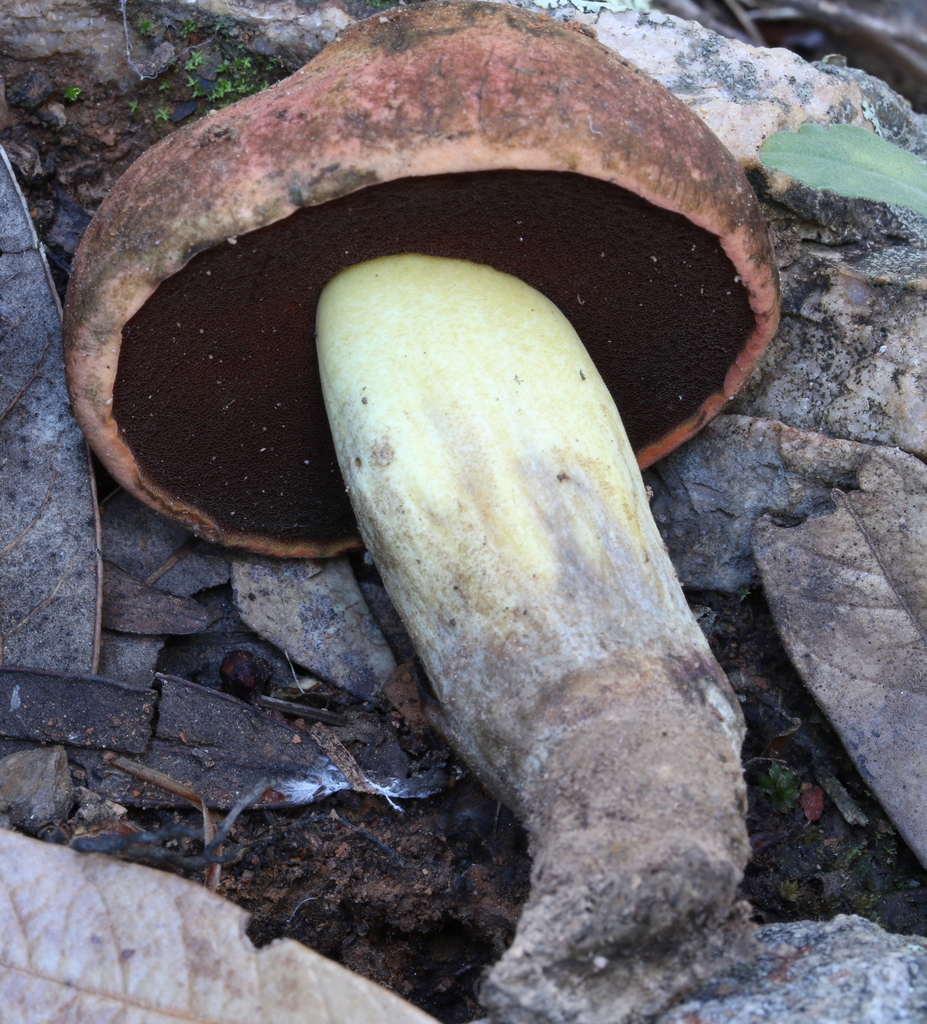 Neoboletus from Sierra Vista Southeast, AZ, USA on August 26, 2018 at ...
