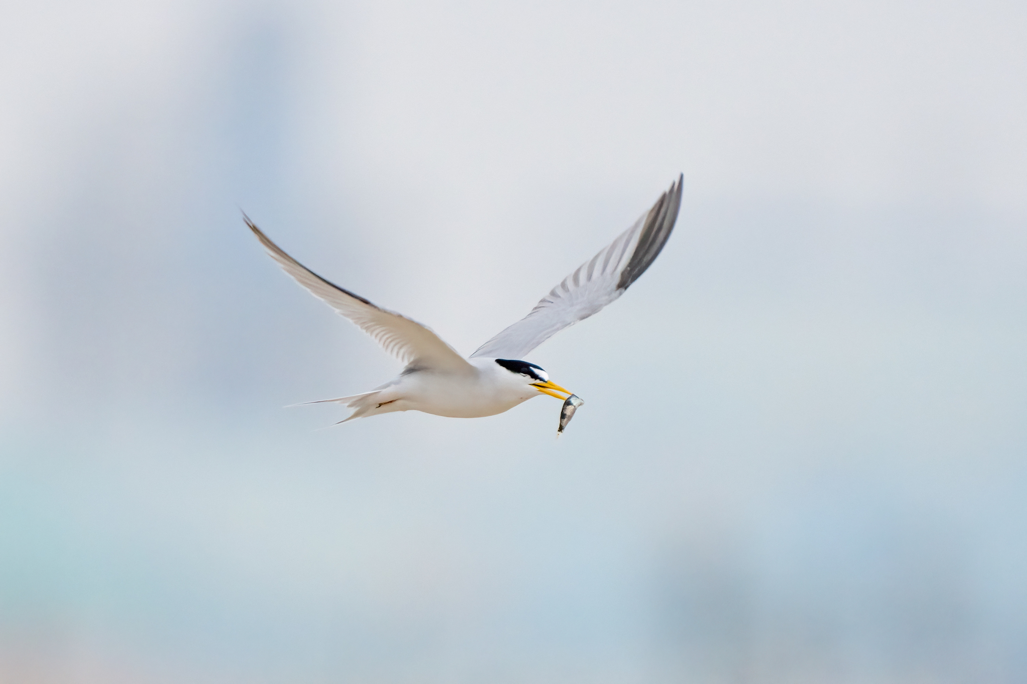 Sternula antillarum browni (Mearns, 1916)