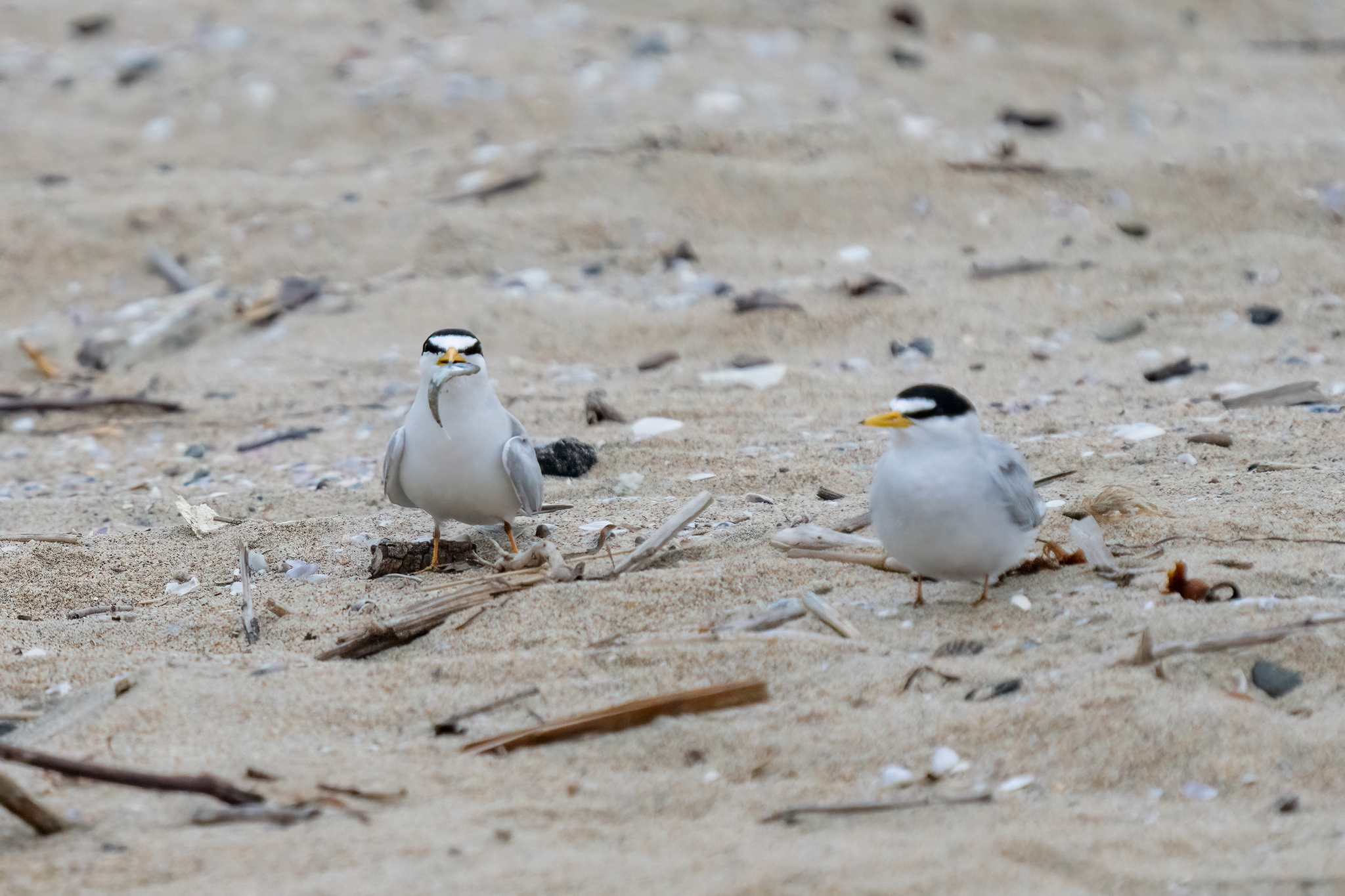 Sternula antillarum browni (Mearns, 1916)