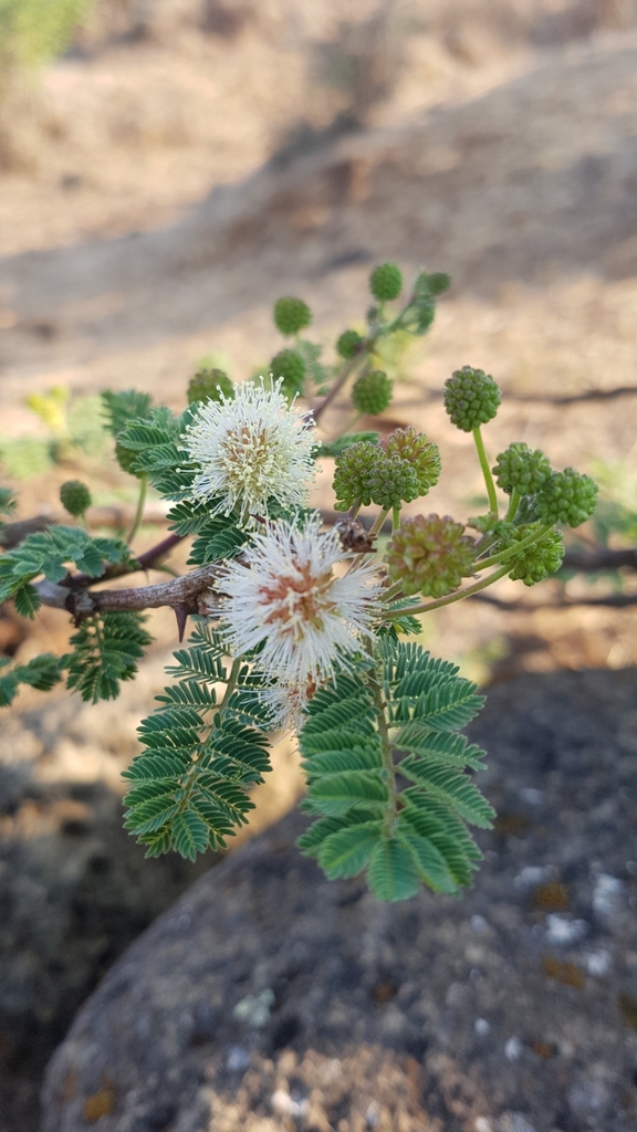 catclaw mimosa from 58447 Mich., México on May 11, 2022 at 09:04 AM by ...