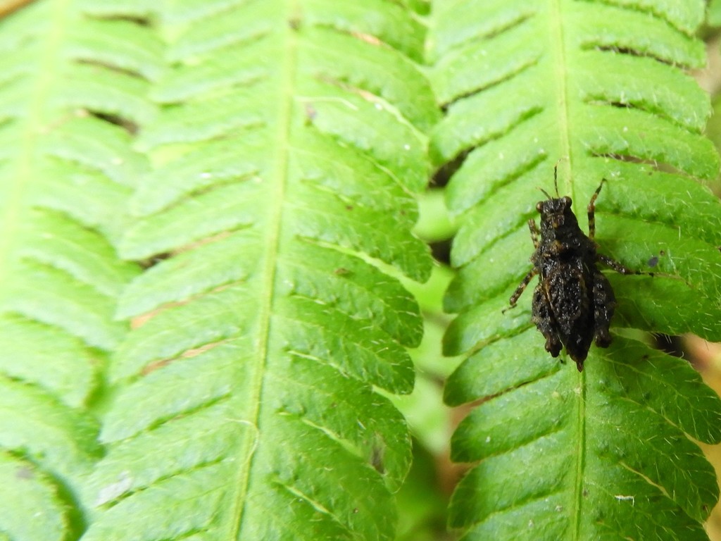 Metrodora from Bello, Antioquia, Colombia on May 11, 2022 at 10:30 AM ...