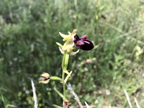 Subspecies Ophrys mammosa serotina · iNaturalist