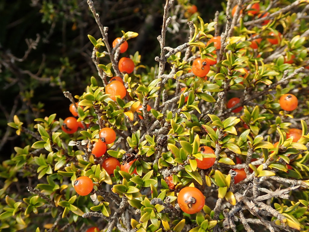 Coprosma pseudocuneata from Longwood Range, Southland, New Zealand on ...