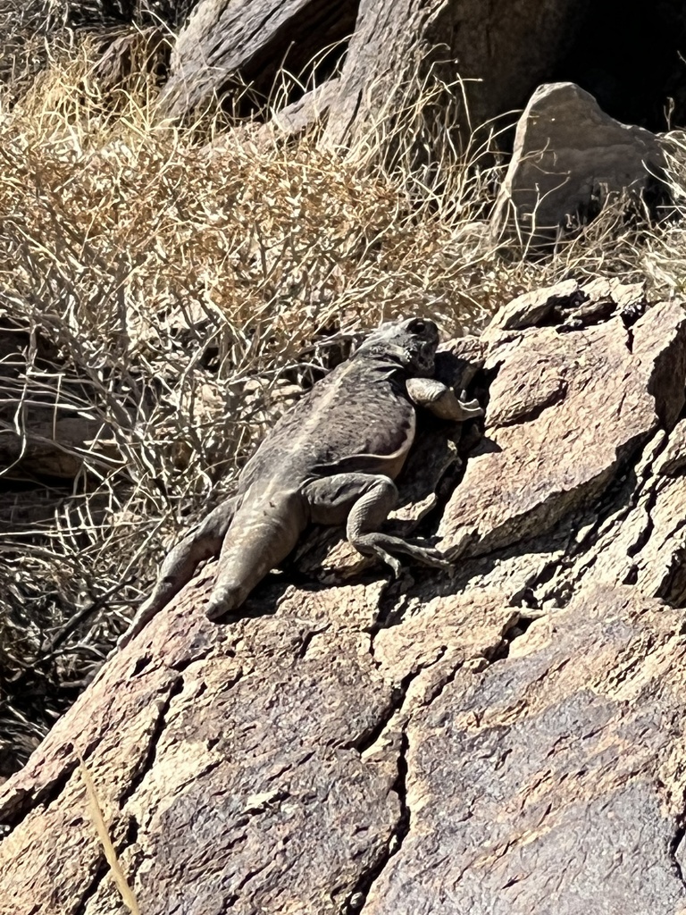 Common Chuckwalla from Santa Rosa and San Jacinto Mountains National ...