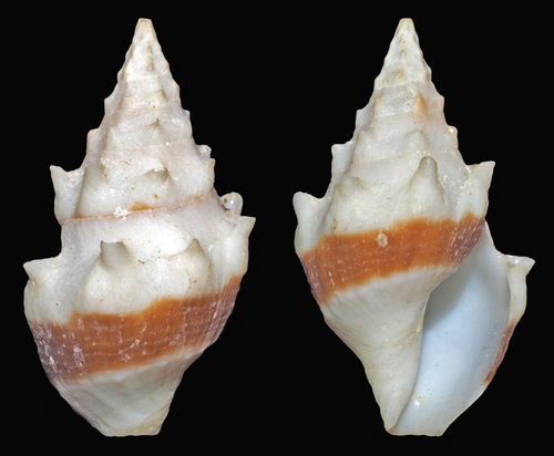 Clavus canalicularis · iNaturalist