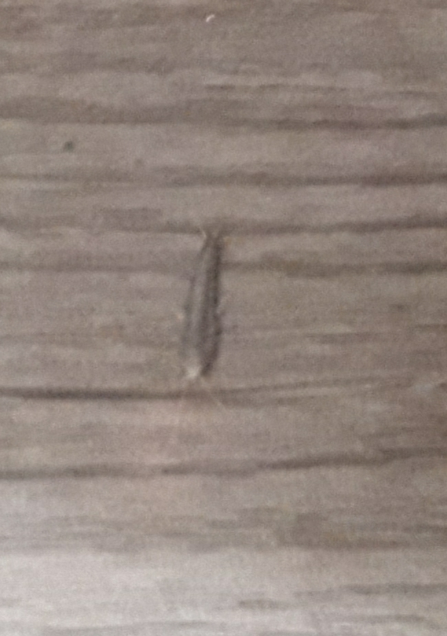 Common Silverfish from Near Northside, Indianapolis, IN, États-Unis on ...