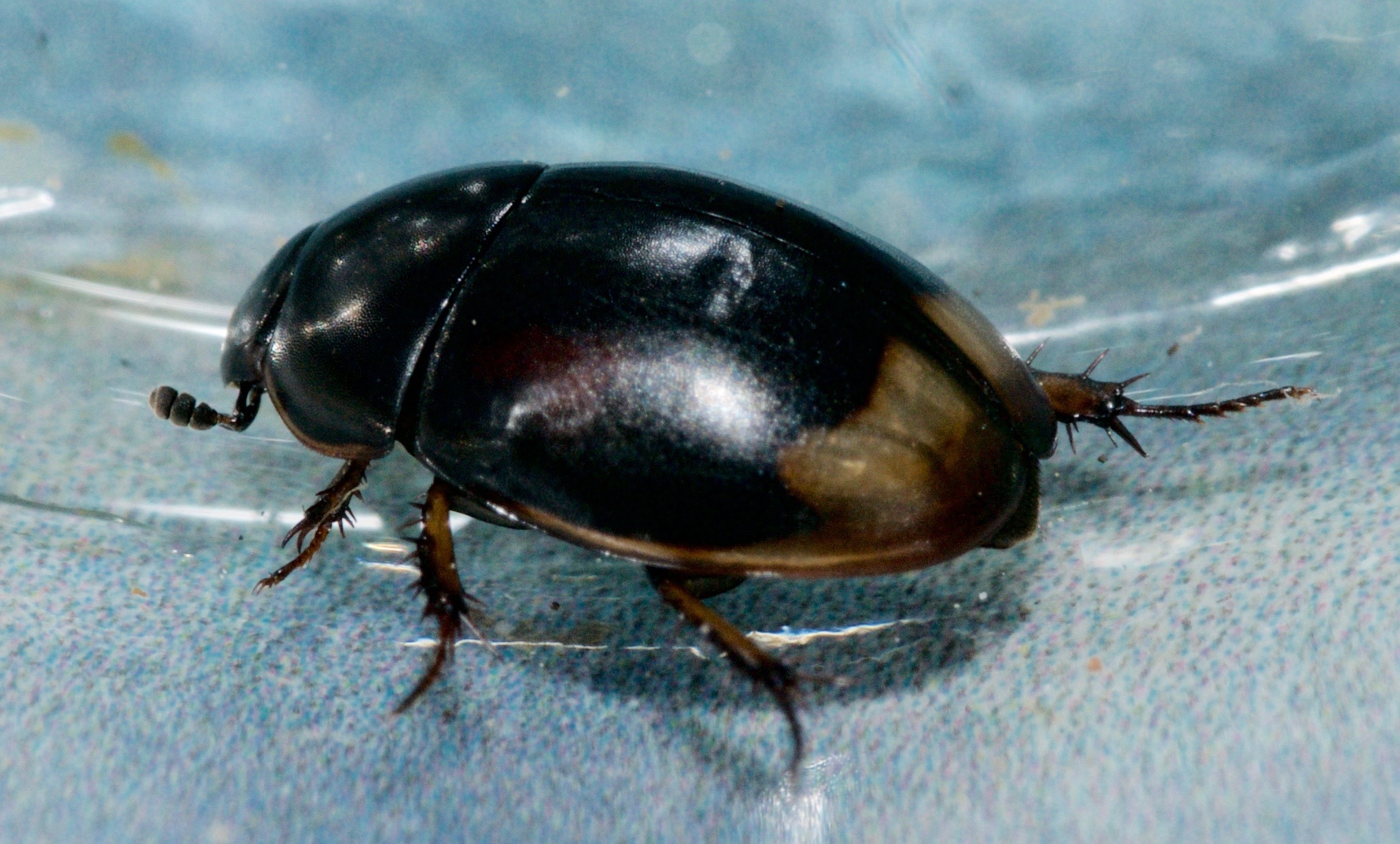 Sphaeridium scarabaeoides (Linnaeus, 1758)