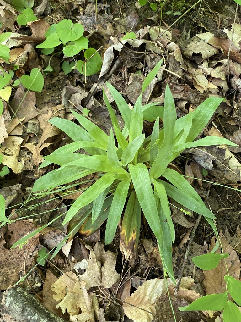 broad-leaved sedge from Natural Bridge State Resort Park, Slade, KY, US ...