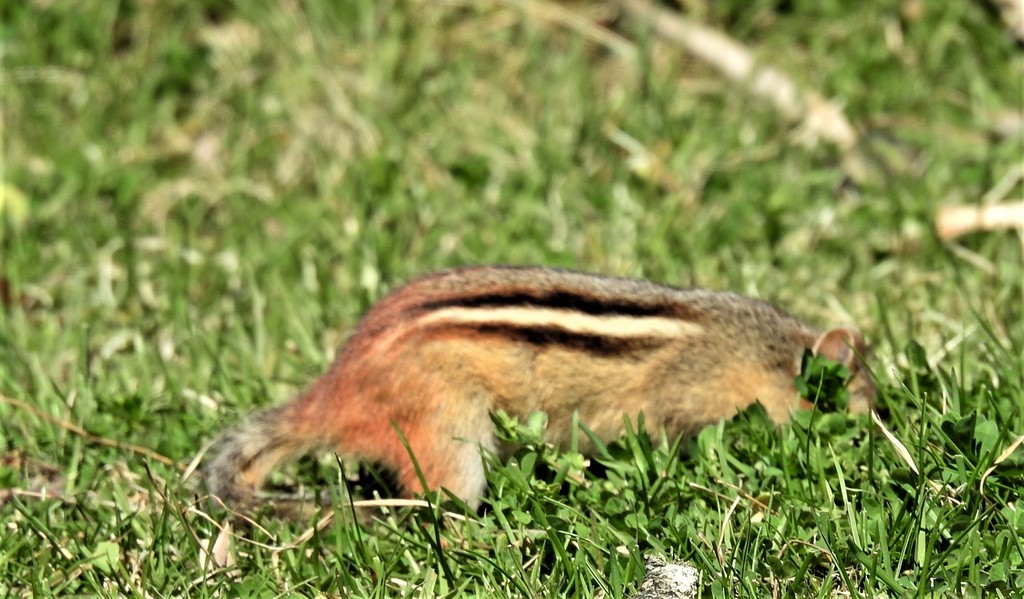 Eastern Chipmunk from Ottawa, Ontario, Canada on May 11, 2022 at 12:33 ...