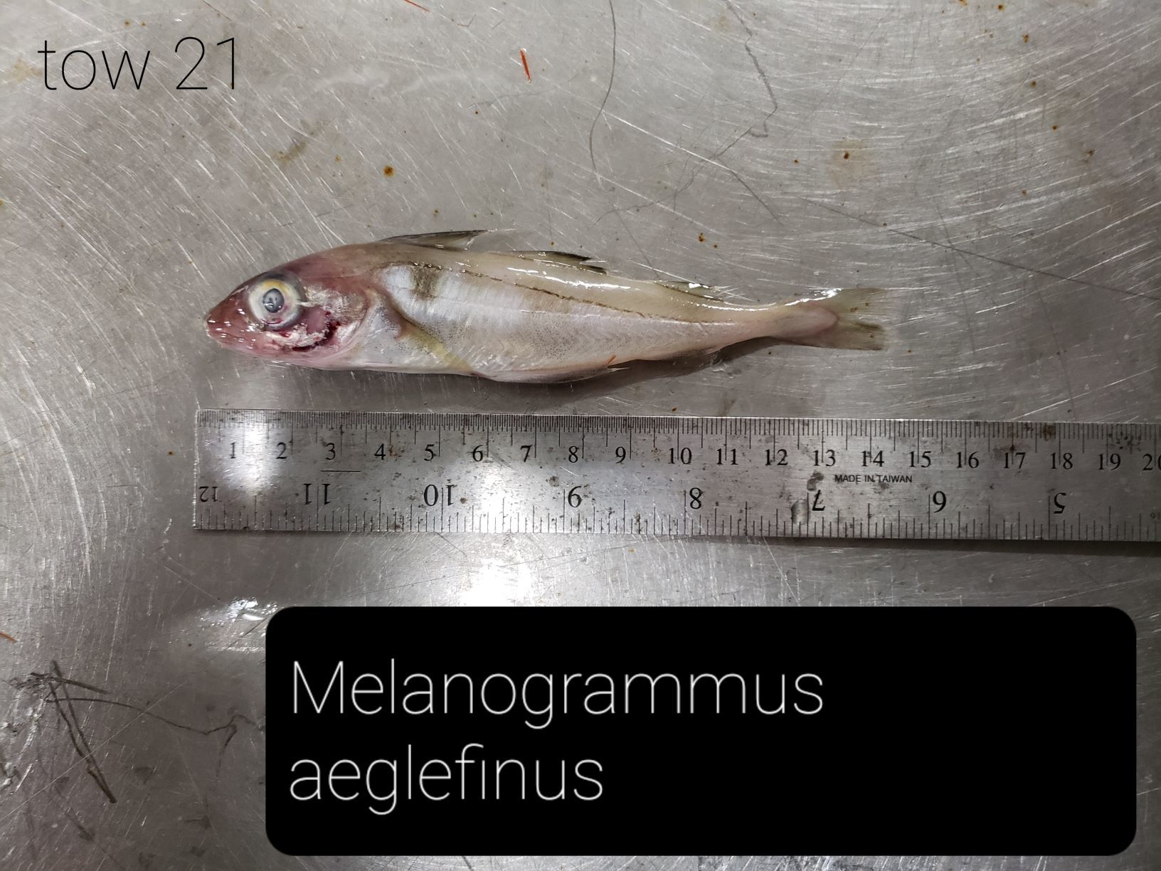 Melanogrammus Gill, 1862