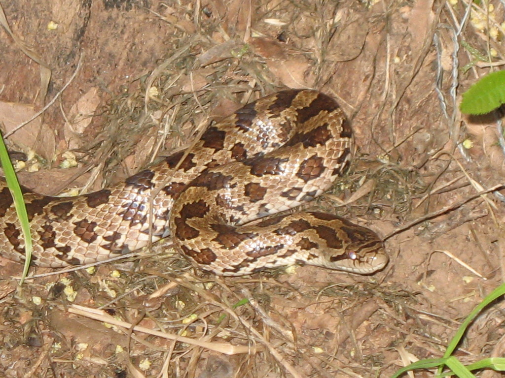 Prairie Kingsnake from henrietta tx on June 5, 2015 by Debra Halter ...