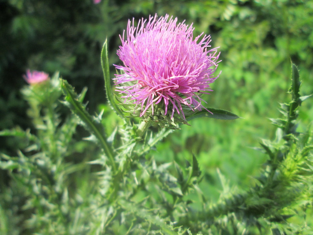 Broad-Winged Thistle (Wildflowers of Southeast Michigan) · iNaturalist
