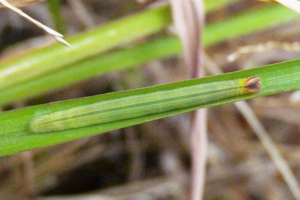 Lerodea eufala (Panamã Guaçu I) · iNaturalist