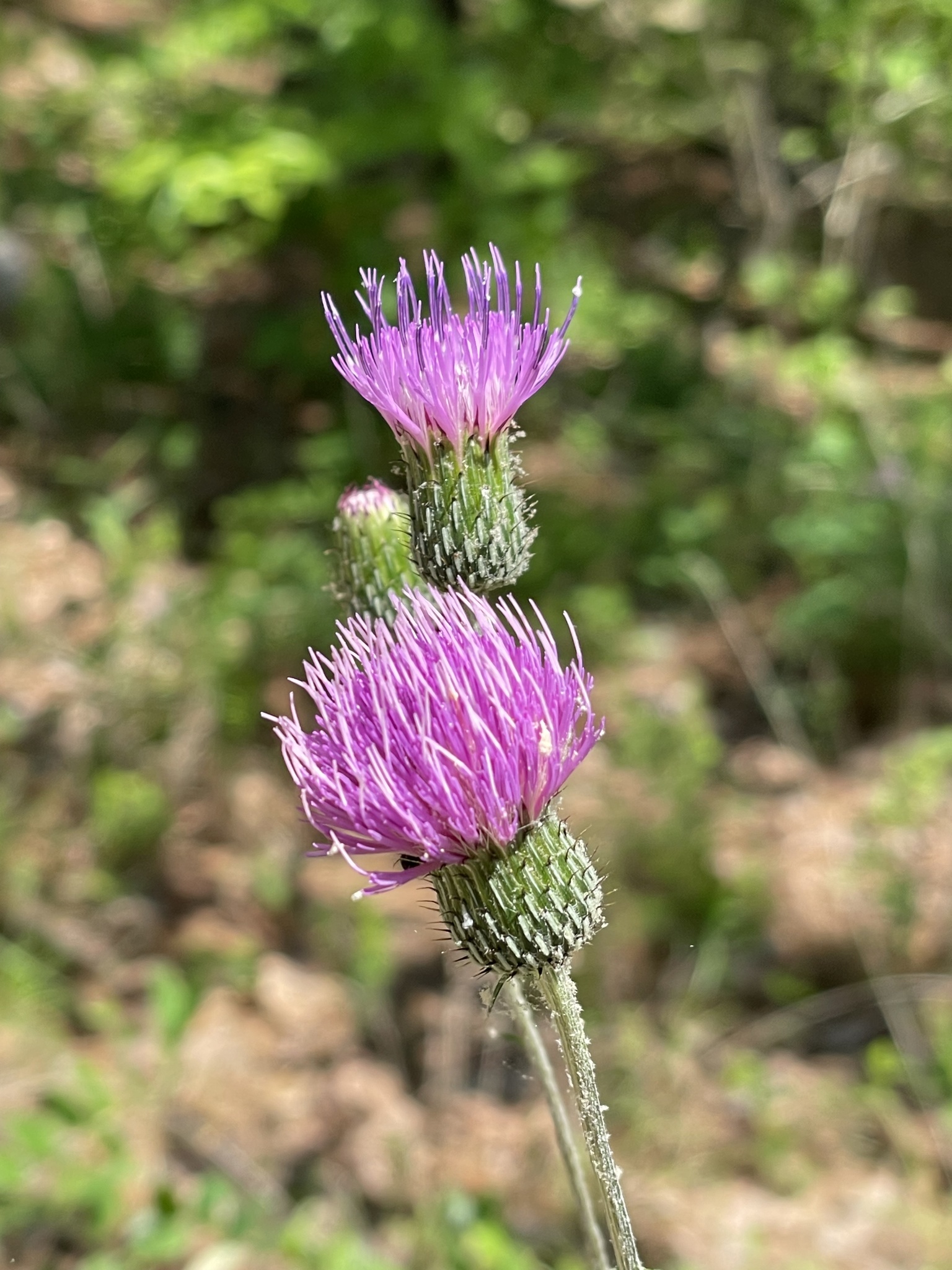 Cirsium carolinianum (Walter) Fernald & Schub.