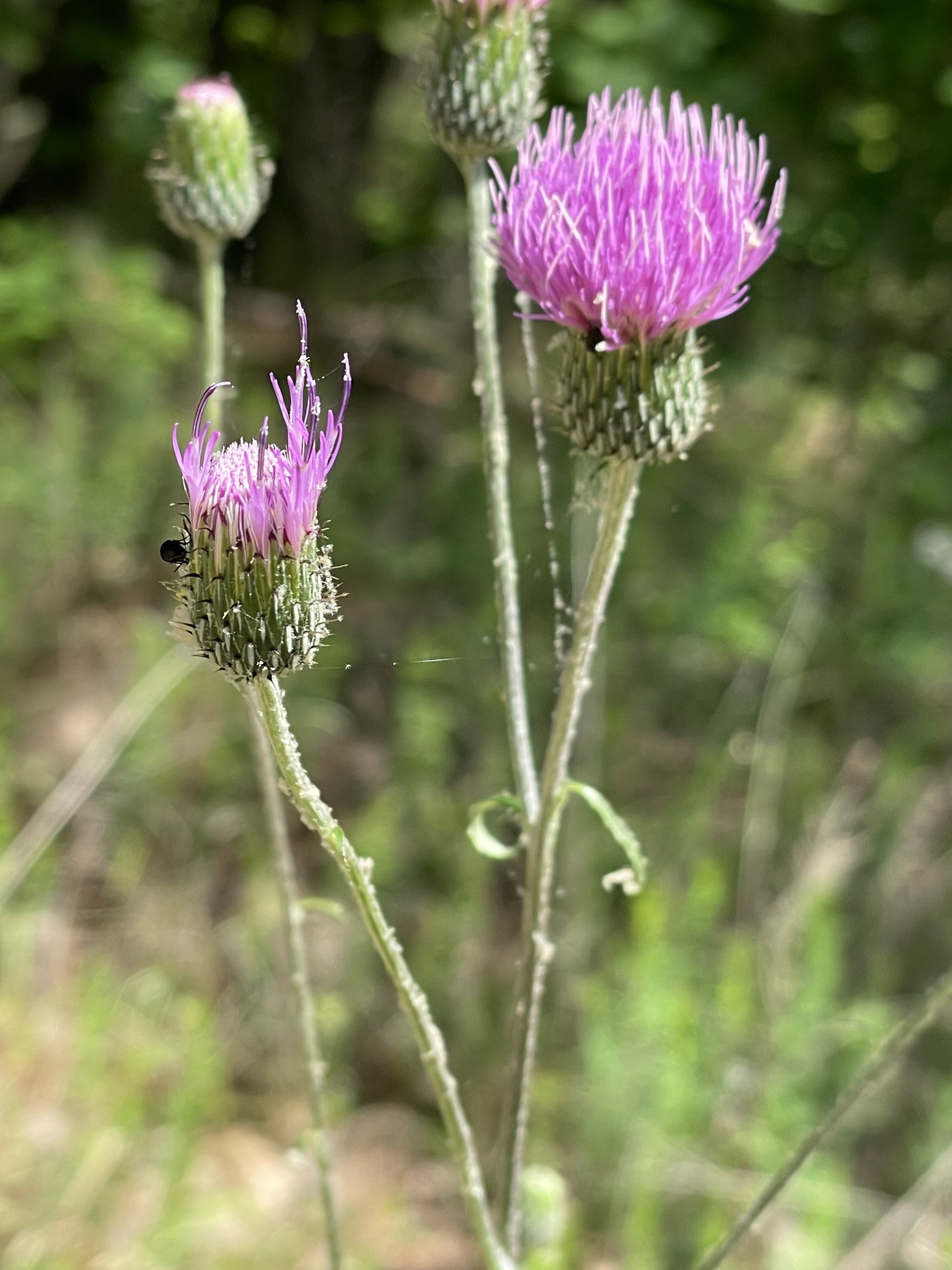 Cirsium carolinianum (Walter) Fernald & Schub.