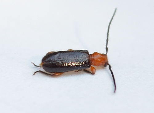 Obrium cribripenne · iNaturalist