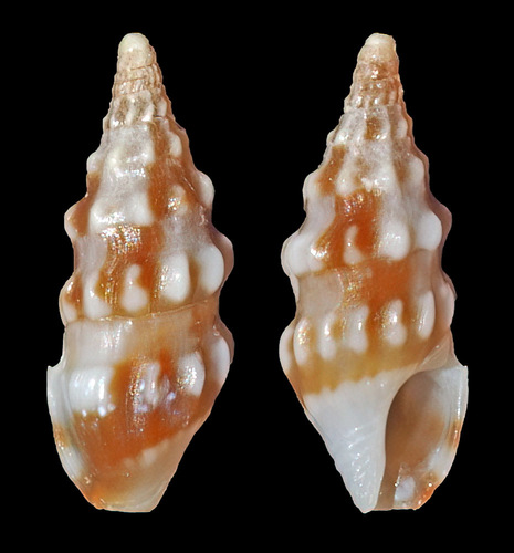 Clavus formosus · iNaturalist