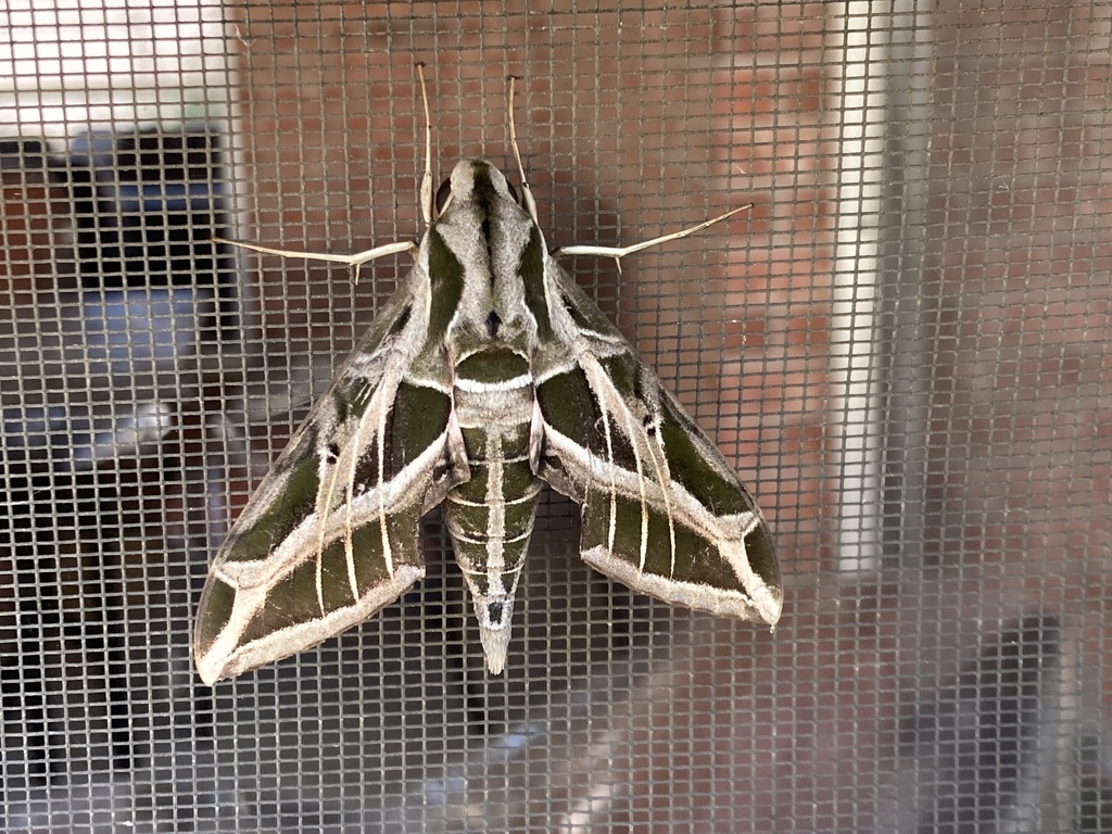 Vine Sphinx from Aubrey Hills Ln, Katy, TX, US on May 11, 2022 at 05:04 ...