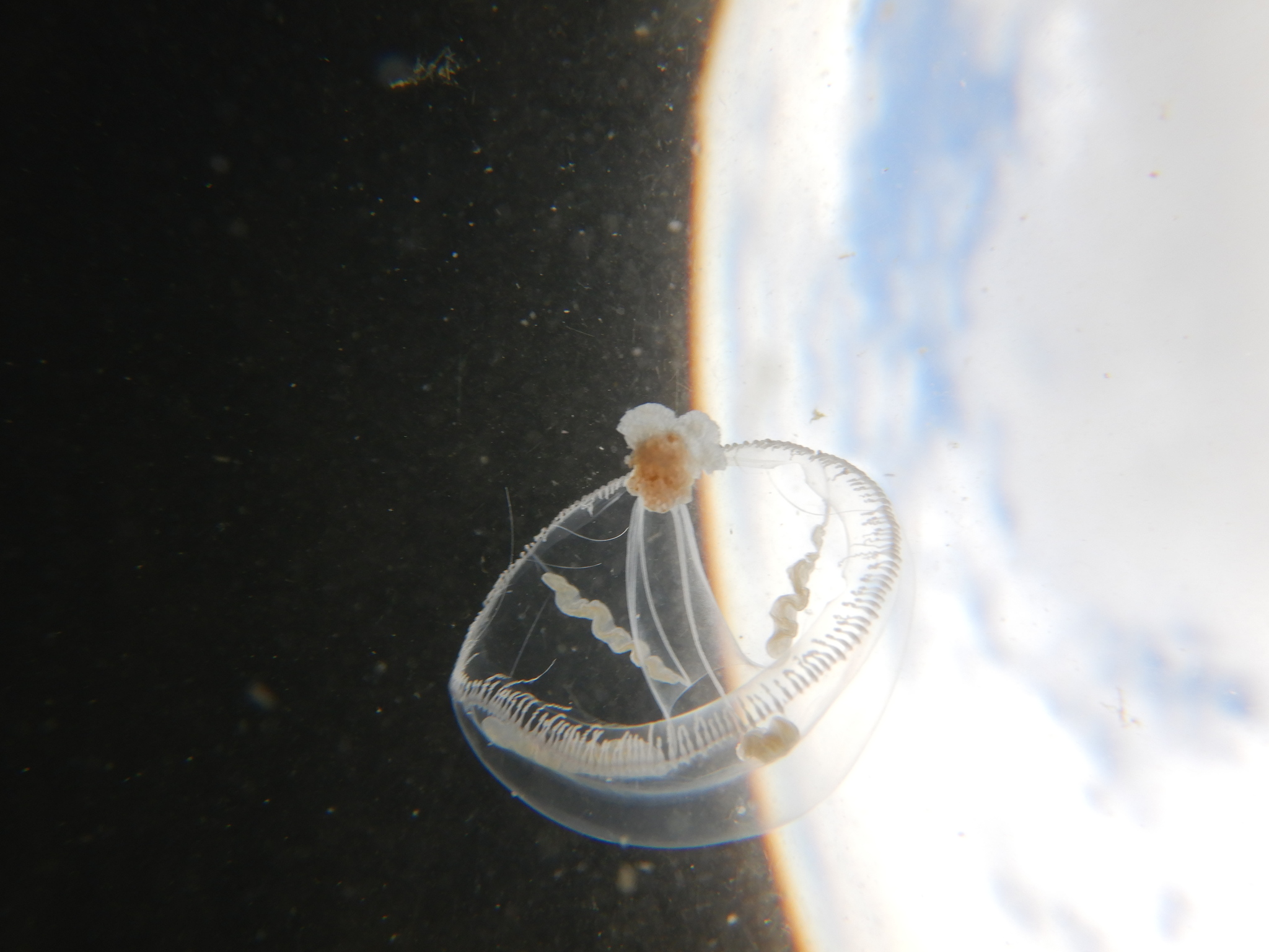 Eutonina indicans (Romanes, 1876)