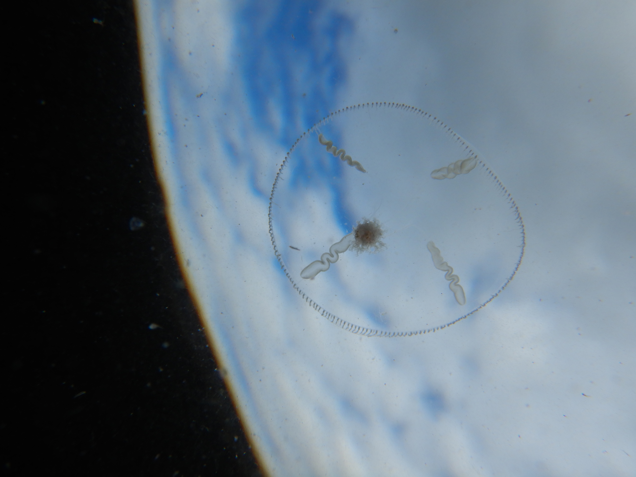 Eutonina indicans (Romanes, 1876)