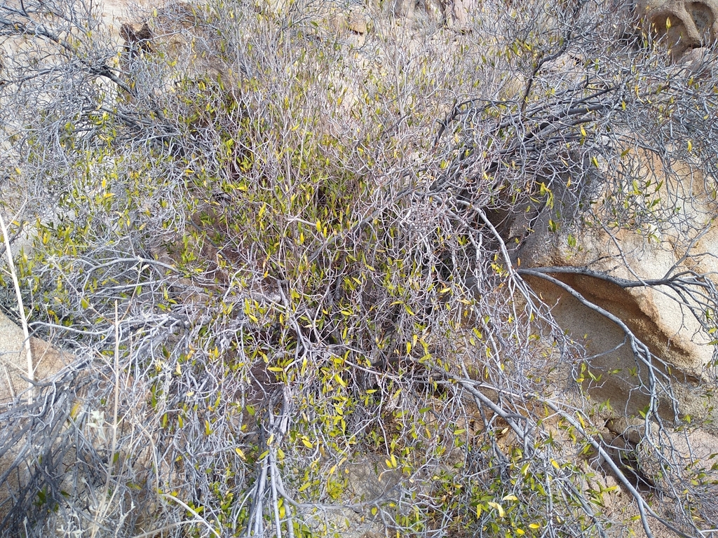 arrow poison plant from Yuma County, AZ, USA on May 10, 2022 at 05:07 ...