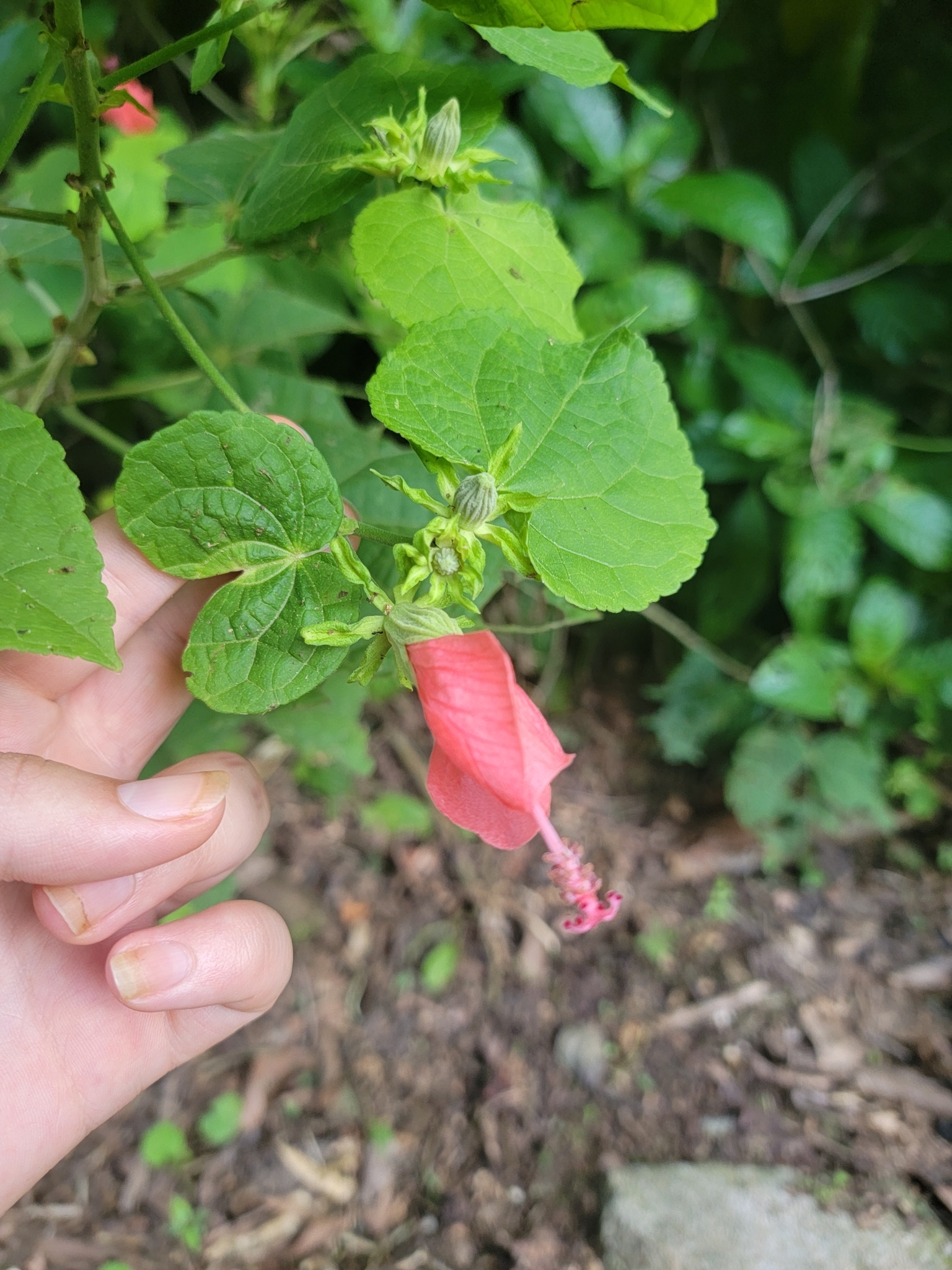 Malvaviscus arboreus var. drummondii (Torr. & A.Gray) Schery