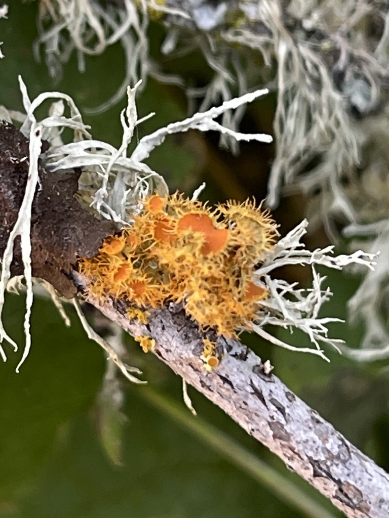 Golden-eye Lichen from San Mateo County, CA, USA on May 11, 2022 at 11: ...