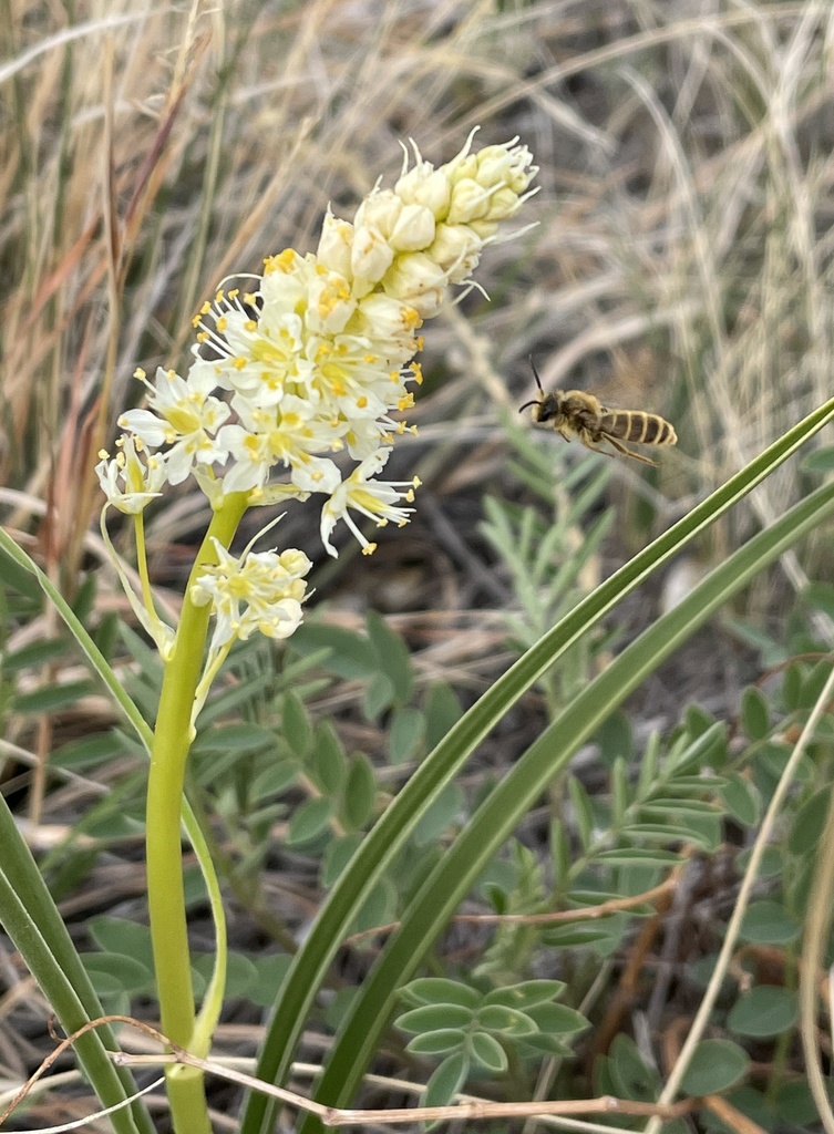Death Camas Mining Bee in May 2022 by christian_nunes. Jeff Mitton’s ...