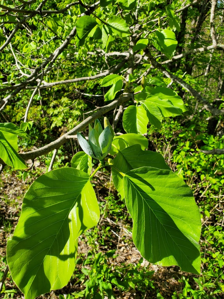 Cucumber-tree from Canton, NC 28716, USA on May 11, 2022 at 05:23 PM by ...