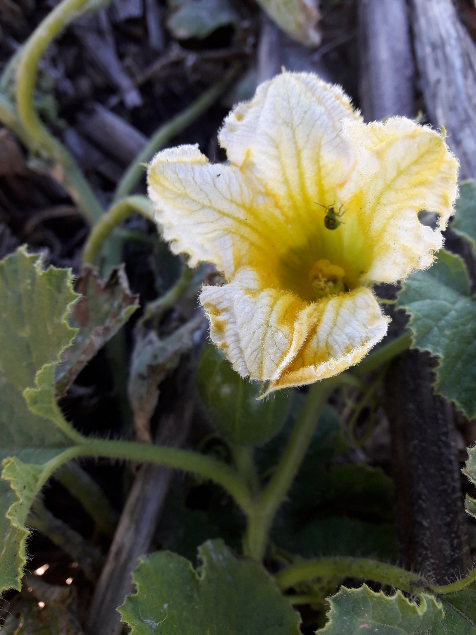Cucurbita maxima subsp. andreana (Naudin) Filov