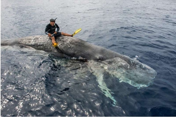 Sperm Whale in May 2015 by Bermuda Public Records. Choy Aming ...