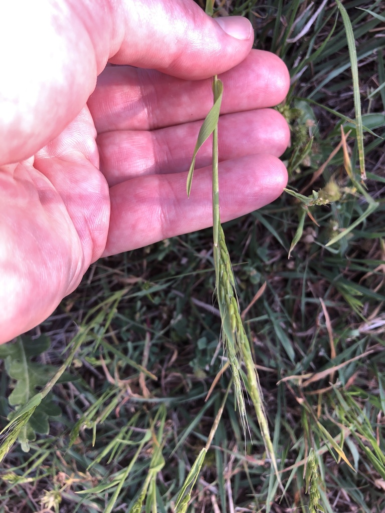 Ozark grass from Dallas College Brookhaven Campus, Farmers Branch, TX ...