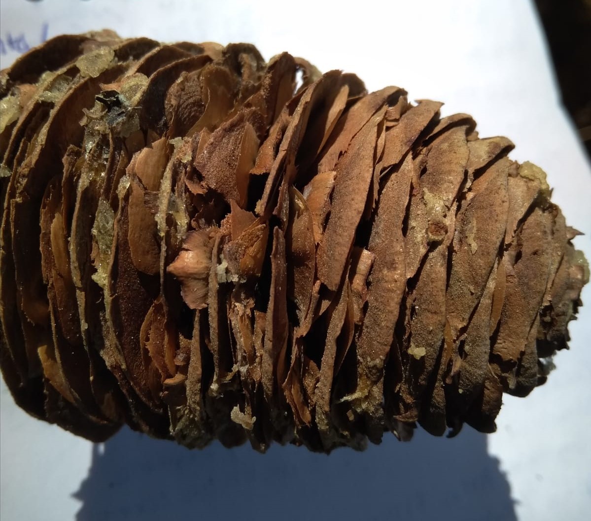 Abies guatemalensis Rehd.