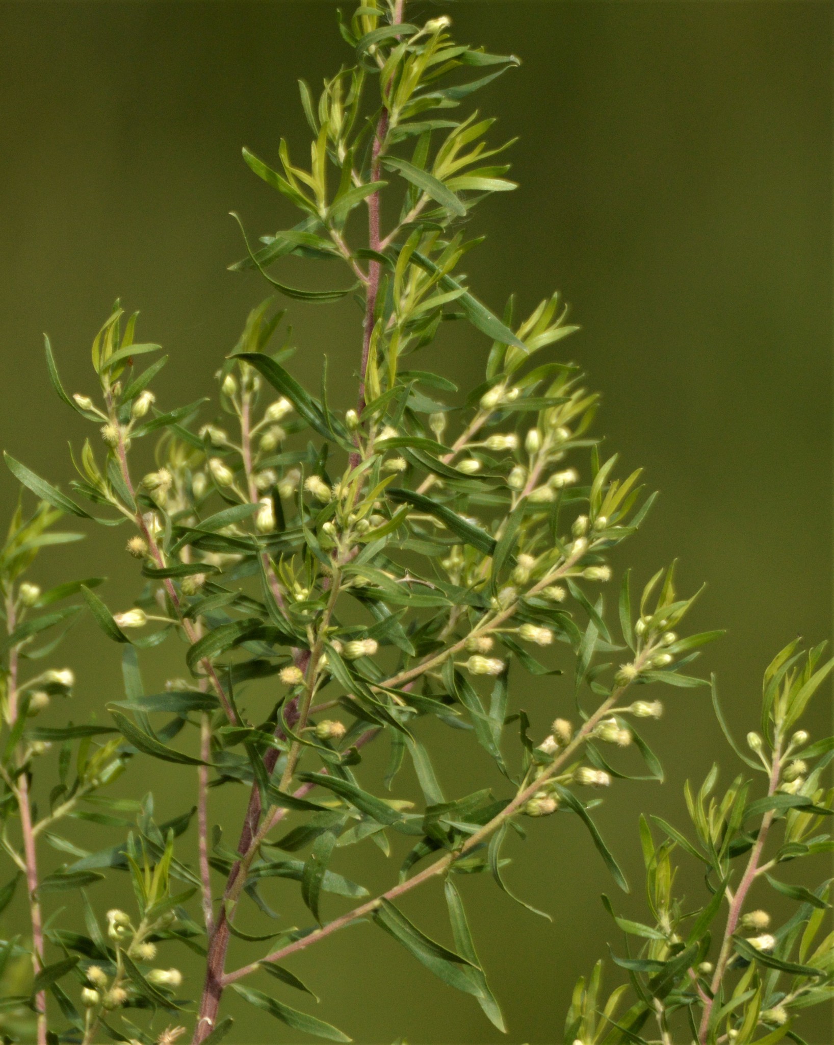 Baccharis dracunculifolia DC.