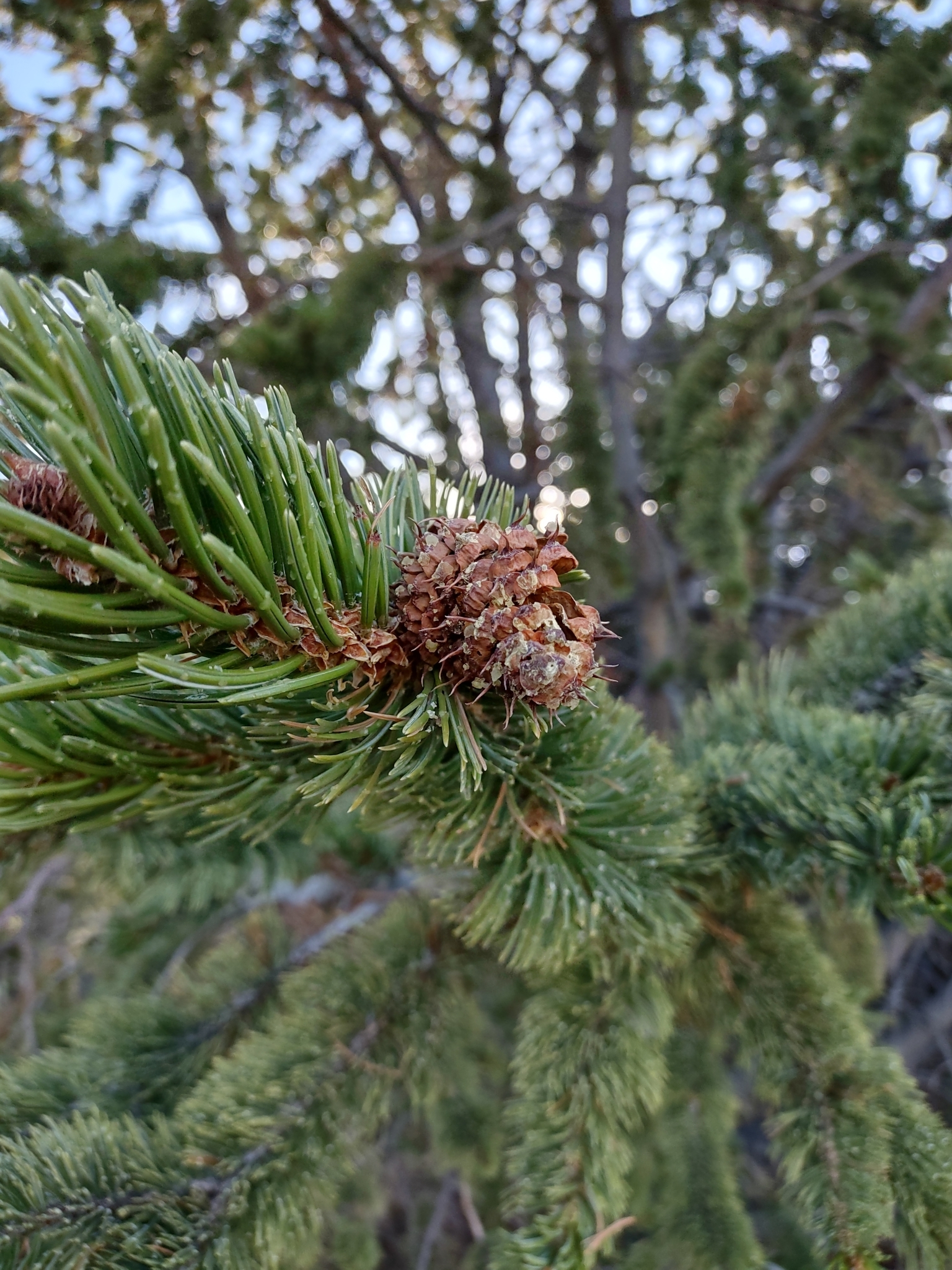 Pinus aristata Engelm.