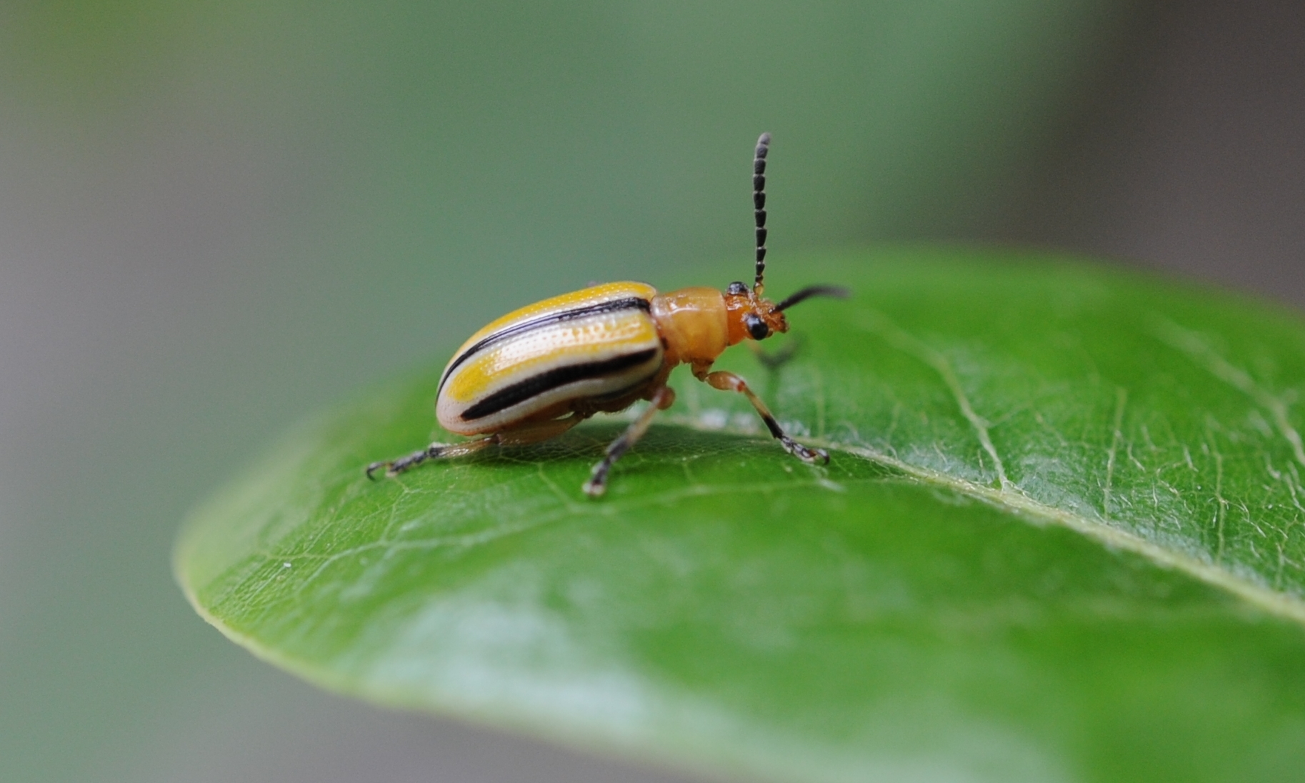 Lema trivittata Say, 1824