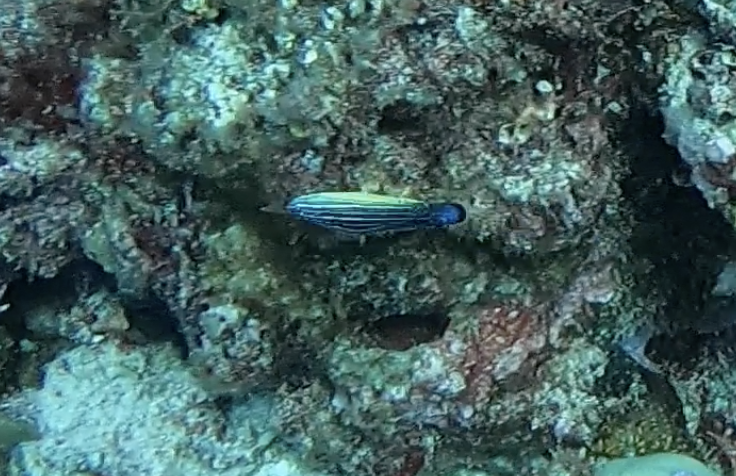 Labropsis xanthonota Randall, 1981