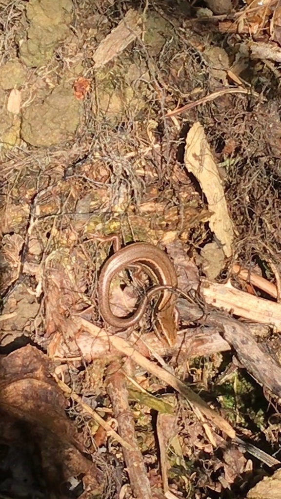 New Zealand Grass Skink in May 2022 by Adam Groenewegen · iNaturalist