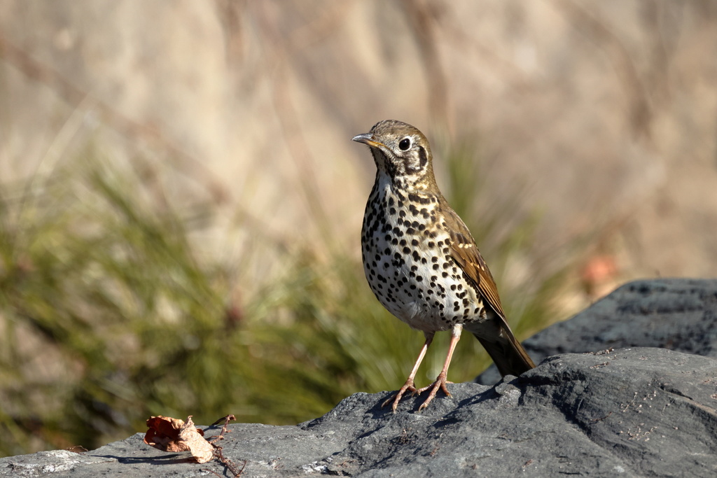 Chinese Thrush from 北海, 北京市, CN on February 8, 2022 at 03:08 PM by ...