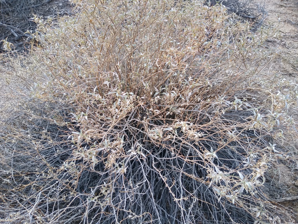 triangle-leaf bursage from Yuma County, AZ, USA on May 10, 2022 at 05: ...